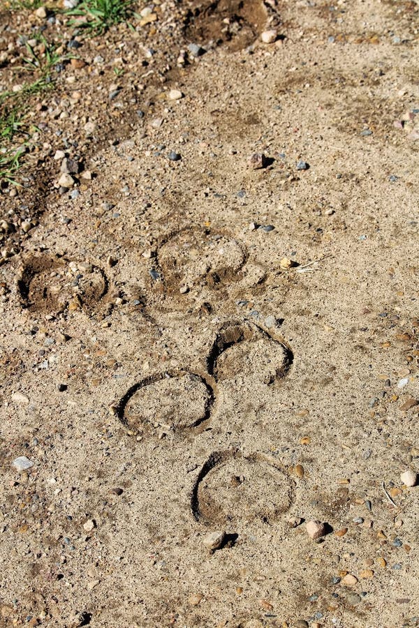 Buffalo Footprint Stock Photos - Free & Royalty-Free Stock Photos from ...