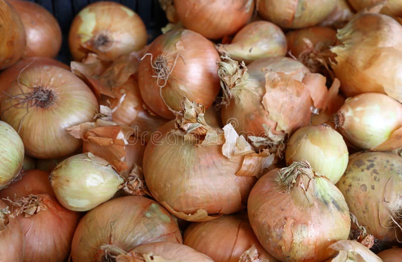 Fresh Bulb Onion on Retail Market Display Close Up Stock Photo - Image ...