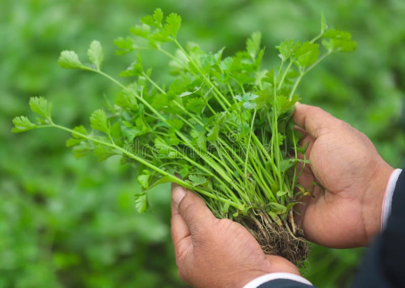 Fresh Bunch of Coriander Leaves Stock Photo - Image of flora ...