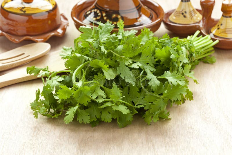 Fresh bunch of coriander stock image. Image of cilantro - 31540795