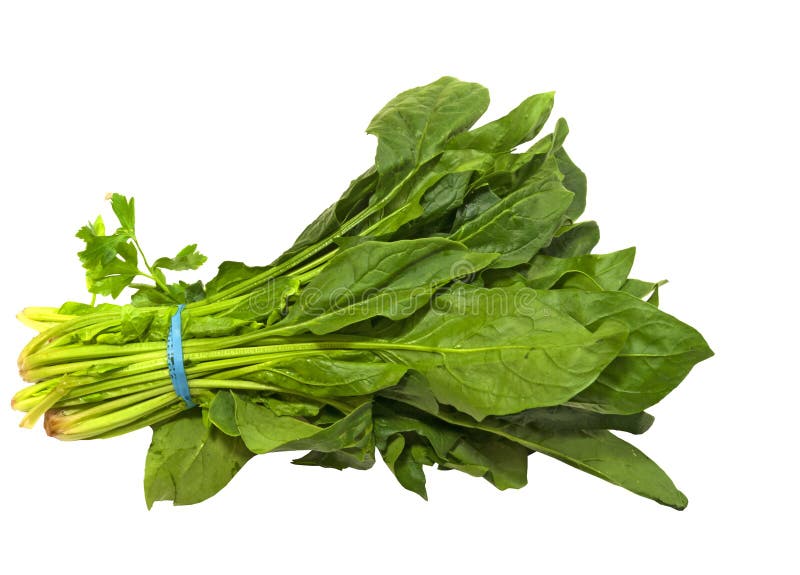 Fresh Bunch of Healthy Spinach Stock Image - Image of meal, farm: 84238969