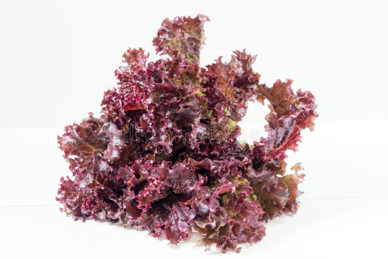 Fresh Lollo Rosso Lettuce and Green Lettuce Stock Image - Image of ...