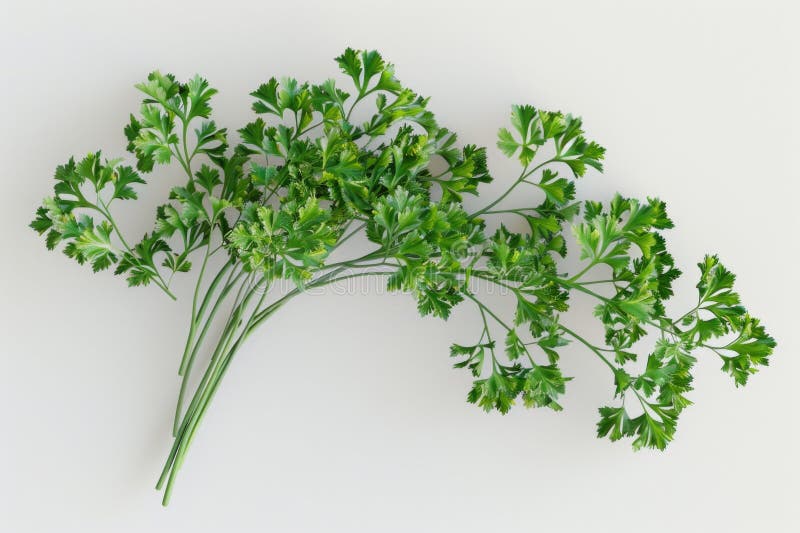 A Fresh Bunch of Parsley Sits on a Clean White Surface, Ready for Use ...