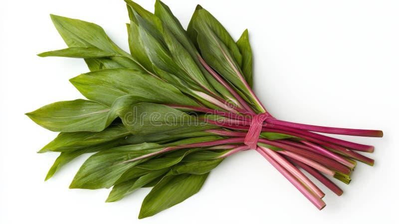 Fresh Bunch of Ramps on White Background for Culinary and Nutritional ...