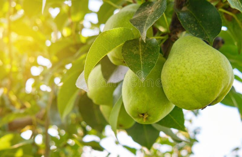 Fresh Bunch of Ripe Pears on Tree Branch Harvest Concept Stock Image ...