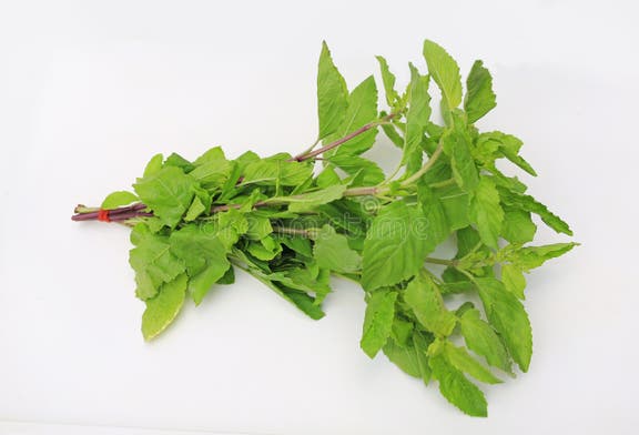 A Fresh Bunch of Thai Basil Against White Background. Vibrant and ...