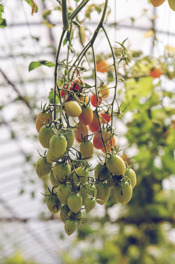 Fresh Bunch Tomato in Nature Stock Image - Image of natural, nature ...