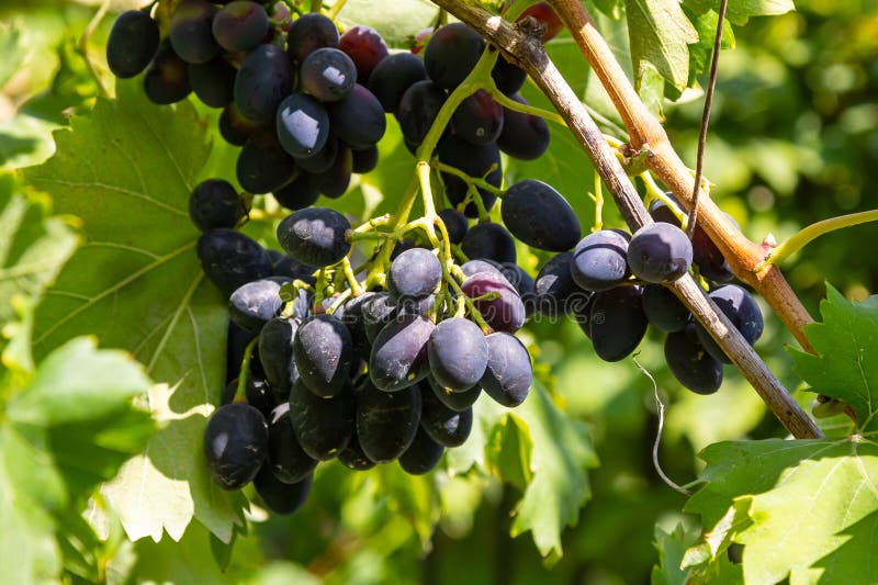 Fresh Bunch of White Grapes on the Field Stock Image - Image of grapes ...