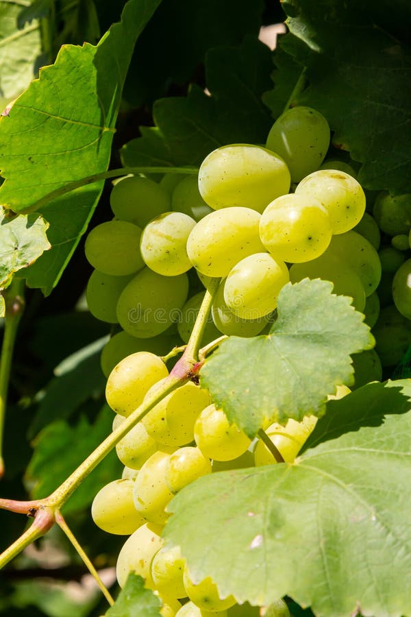 Fresh Bunch of White Grapes on the Field Stock Photo - Image of hanging ...