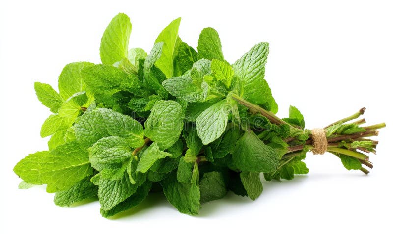 A Fresh Bundle of Mint Leaves Tied Together with a String Against a ...
