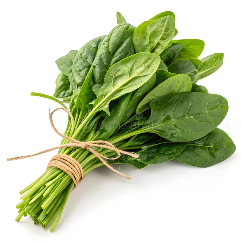 Spinach Bundle Isolated on White Background Stock Illustration ...