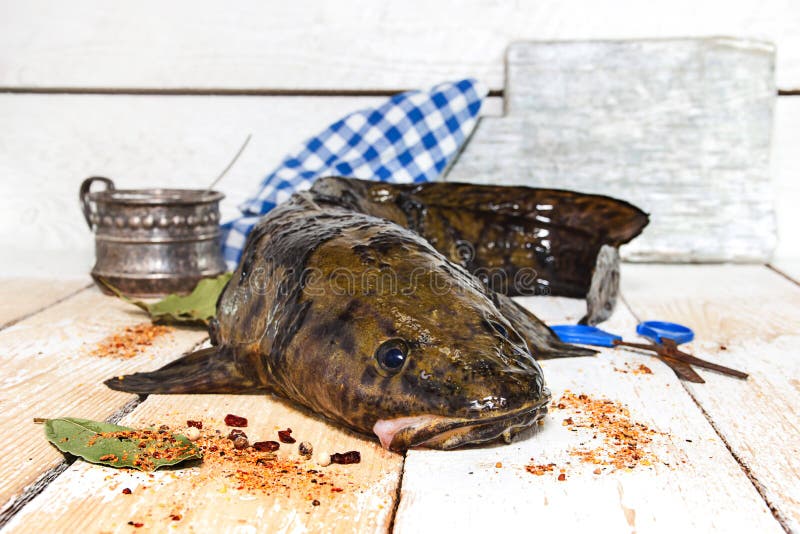 Fresh burbot stock image. Image of salt, preparation - 48785167