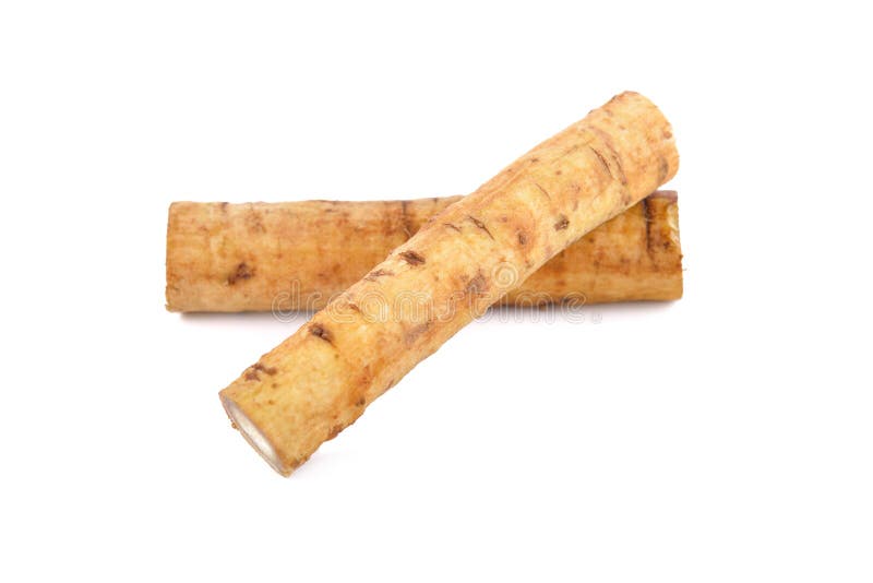 Fresh Burdock Root or Gobo on White Background Stock Image - Image of ...