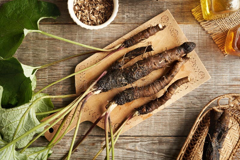 Fresh Burdock Root on a Table with Bottles of Herbal Tincture Stock ...