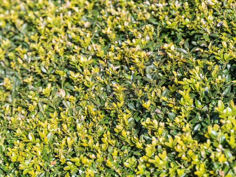 Green Bush Seamless Texture Stock Images - Download 1,558 Royalty Free ...