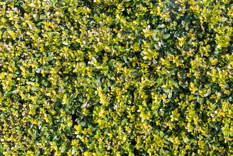 Green Bush Seamless Texture Stock Images - Download 1,558 Royalty Free ...