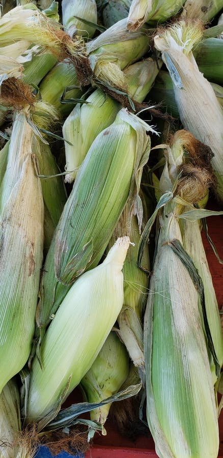 Fresh Bushels of Ripe Sweet Corn Stock Image - Image of ripe, corn ...