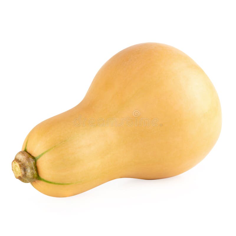 Fresh Butternut Isolated Over a White Background Stock Image - Image of ...