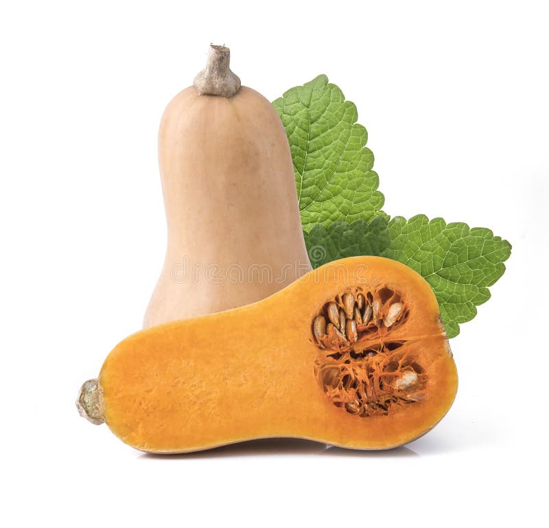 Fresh Butternut Squash Isolated on a White Stock Photo - Image of ...