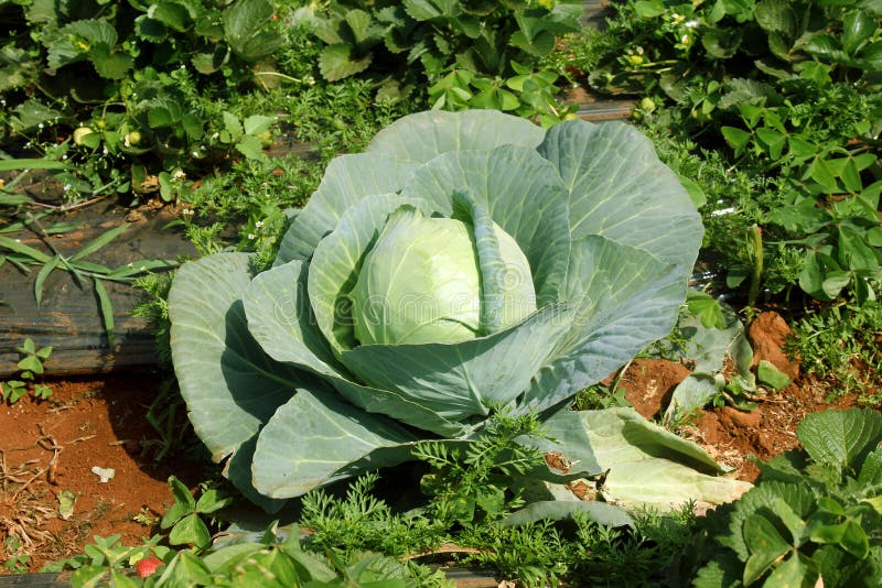 Fresh cabbage stock photo. Image of plants, ecological - 31700520