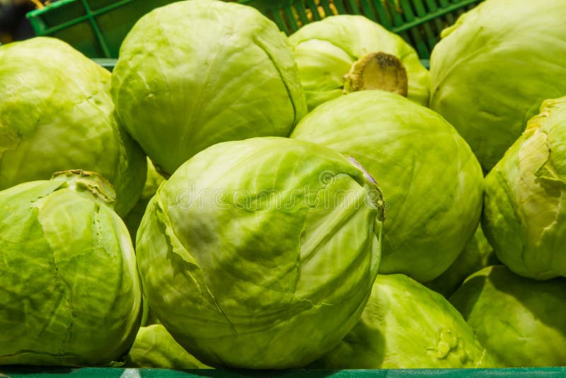 Fresh cabbage stock photo. Image of cabbage, freshness - 50009270