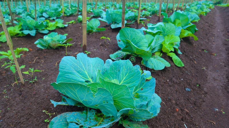 Fresh Cabbage in Farm. Cabbage Leaf. Stock Photo - Image of diet ...