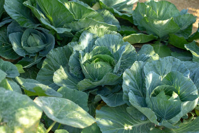 Fresh Cabbage from Farm Field, Cabbage in the Garden Stock Photo ...
