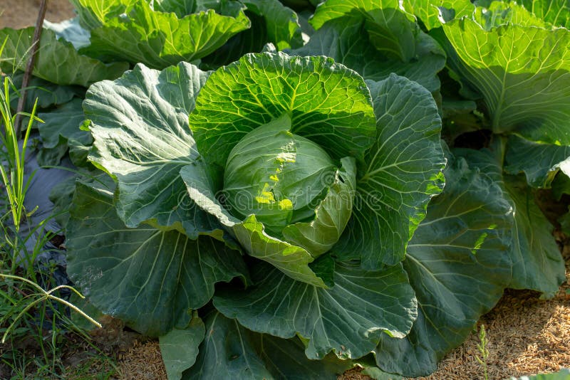 Fresh Cabbage from Farm Field, Cabbage in the Garden Stock Image ...
