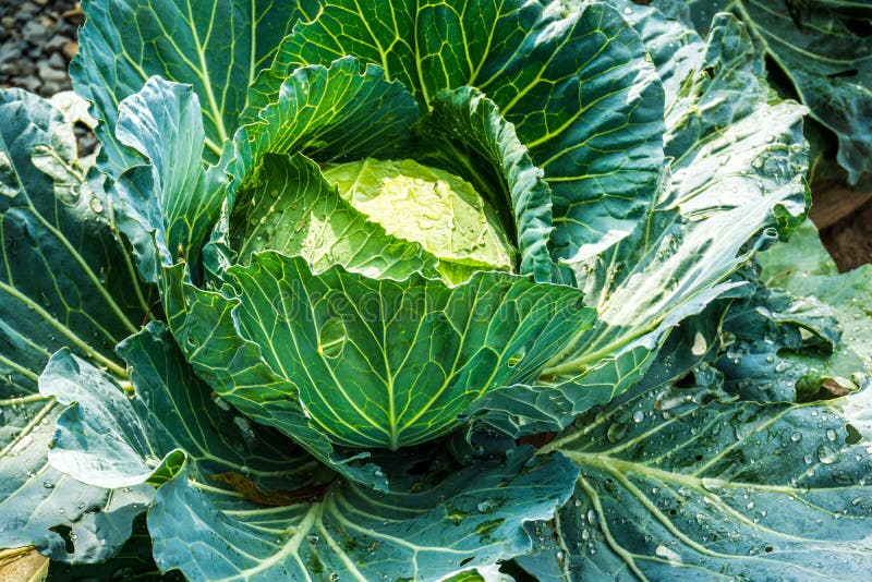 Fresh Cabbage in the Garden Organic Farming Stock Photo - Image of ...