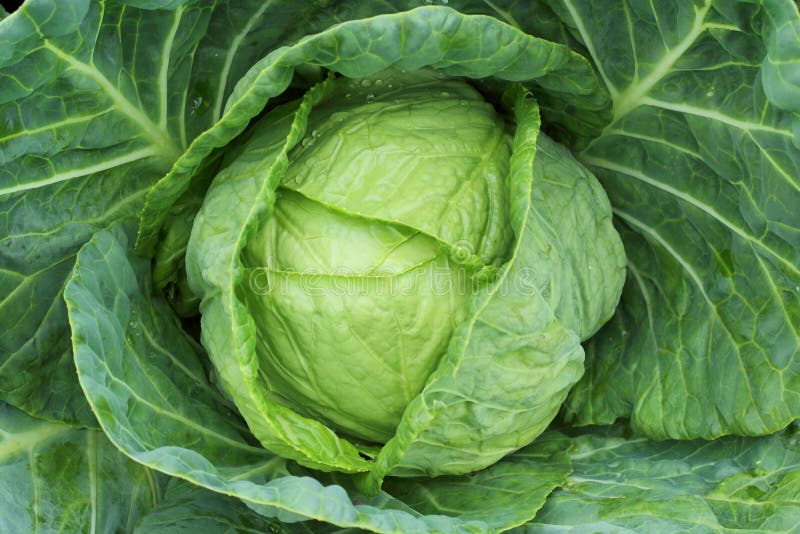 Fresh Cabbage with Green Leaves Top View Stock Image - Image of foliage ...