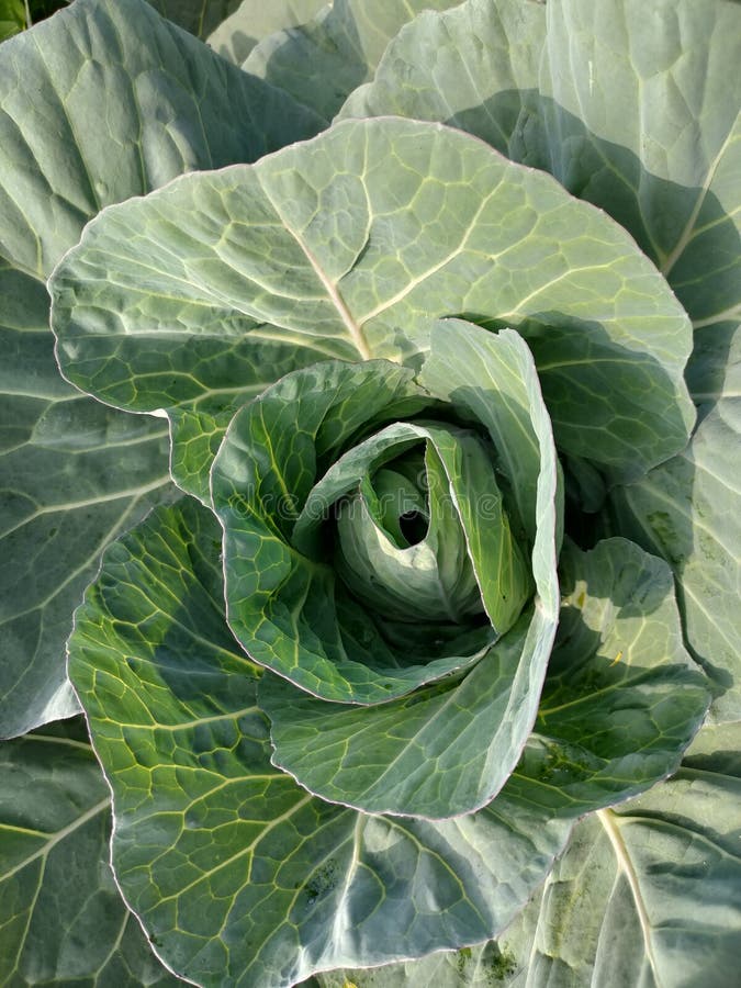 Fresh Cabbage Grown in Backyard Stock Image - Image of cabbage, green ...