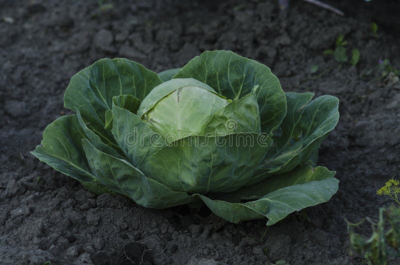Fresh Cabbage Head Growing on the Farm. Stock Photo - Image of closeup ...