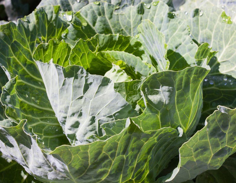 Fresh Cabbage Head in the Vegetable Garden Stock Photo - Image of leaf ...