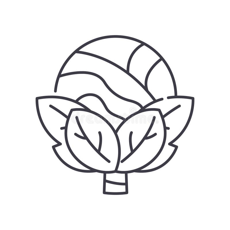 Fresh Cabbage Icon, Linear Isolated Illustration, Thin Line Vector, Web ...