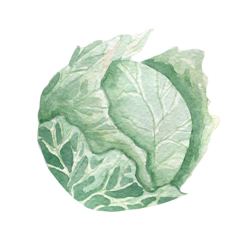 Fresh Cabbage Illustration. Hand Drawn Watercolor on White Background ...