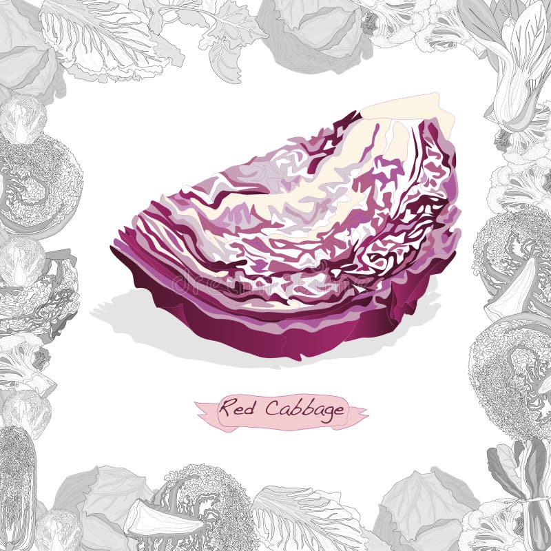 Cabbage illustration stock illustration. Illustration of grape - 42102991