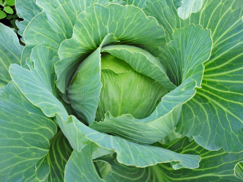Fresh cabbage stock image. Image of autumn, color, fruits - 32762063