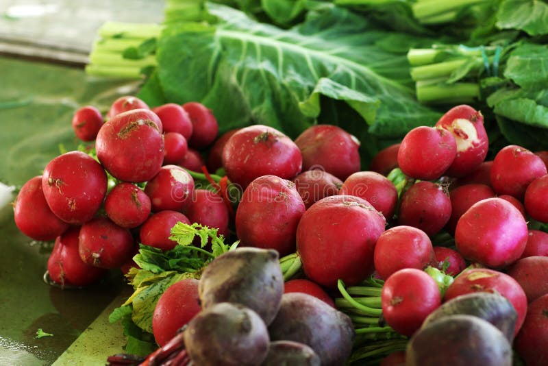Leaf of cabbage and radish stock photo. Image of nature - 102110814