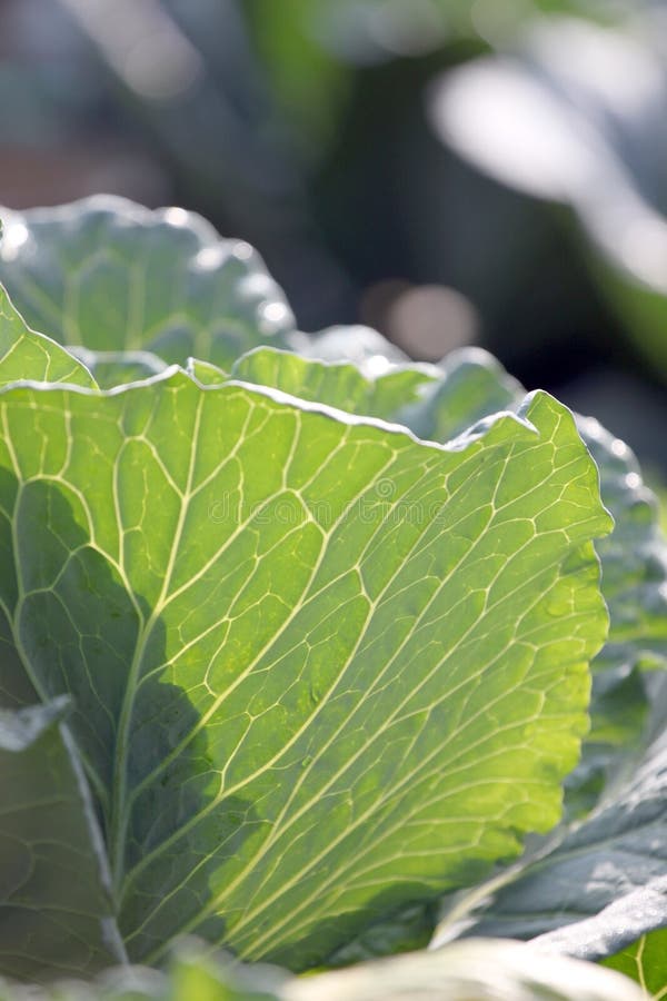 Fresh Cabbage Leaf in Vegetable Gardening. Stock Image - Image of food ...