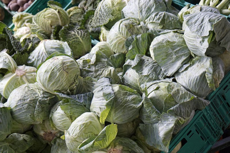 Fresh Cabbage from a Market Stock Photo - Image of stall, tradition ...