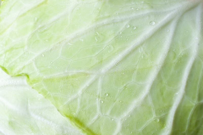 Fresh cabbage Pattern stock image. Image of pattern, green - 23899305