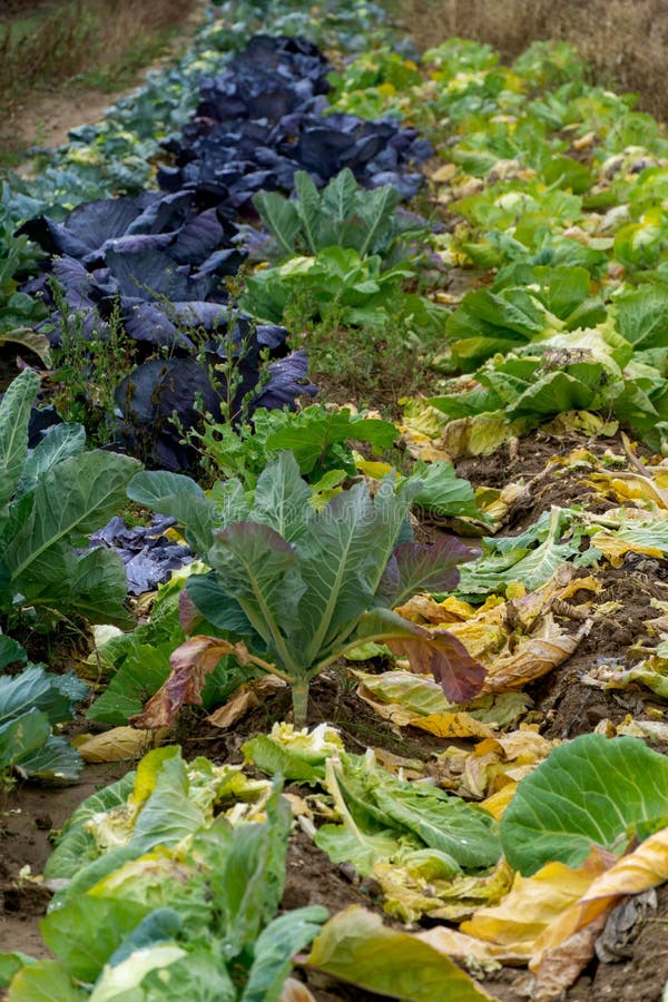 Fresh Cabbage Rows, Vertical Shot Stock Photo - Image of season, field ...