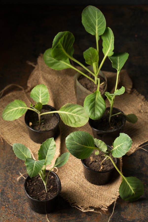 Fresh Cabbage Seedlings in Small Containers Stock Photo - Image of ...