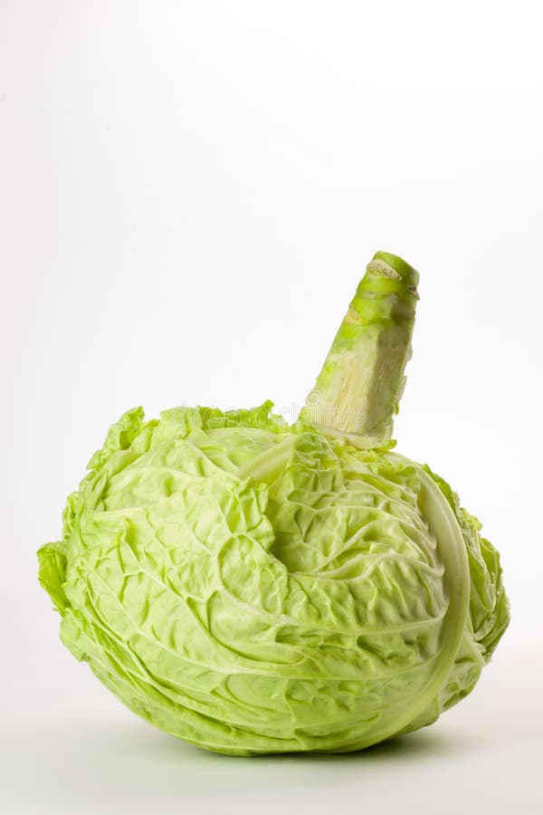 Cabbage stem stock image. Image of garbage, vegetable - 17459031