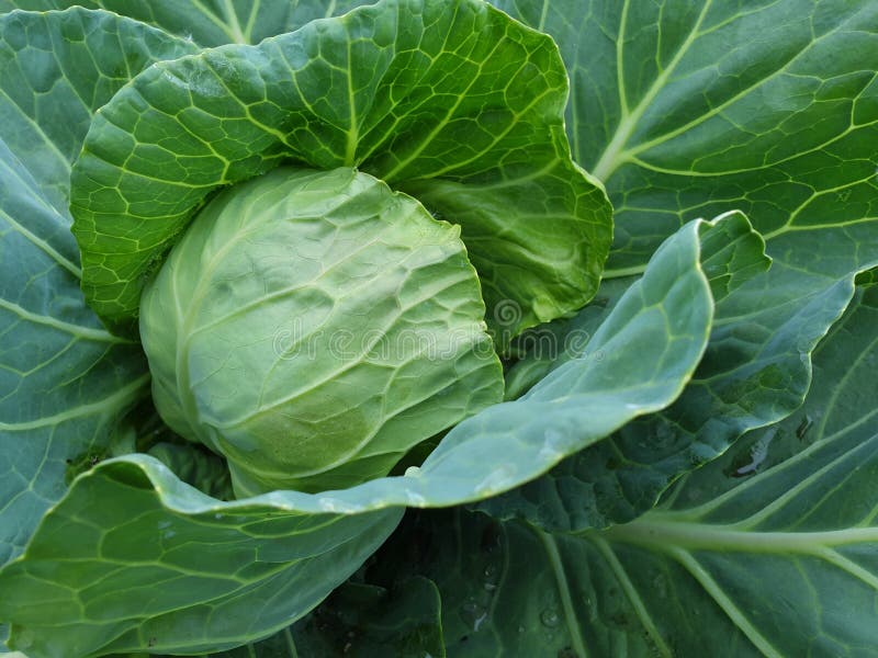 Fresh Cabbage, Top View, Selective Soft Focus Stock Image - Image of ...