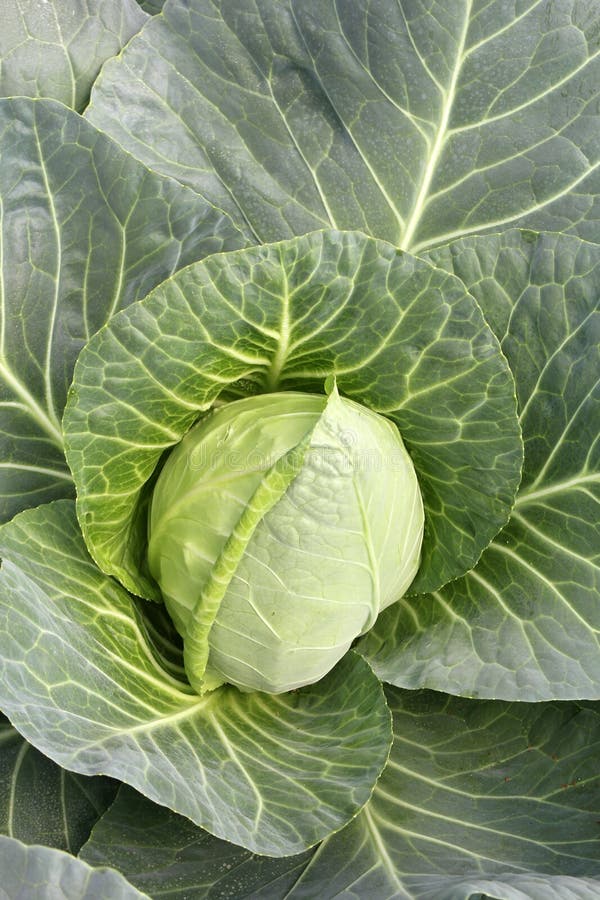 Fresh cabbage. stock photo. Image of freshness, cabbage - 39574006