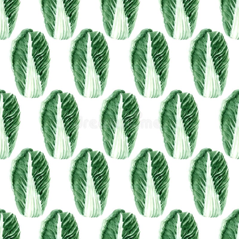 Watercolor Seamless Pattern with Images of Various Types of Cabbage ...