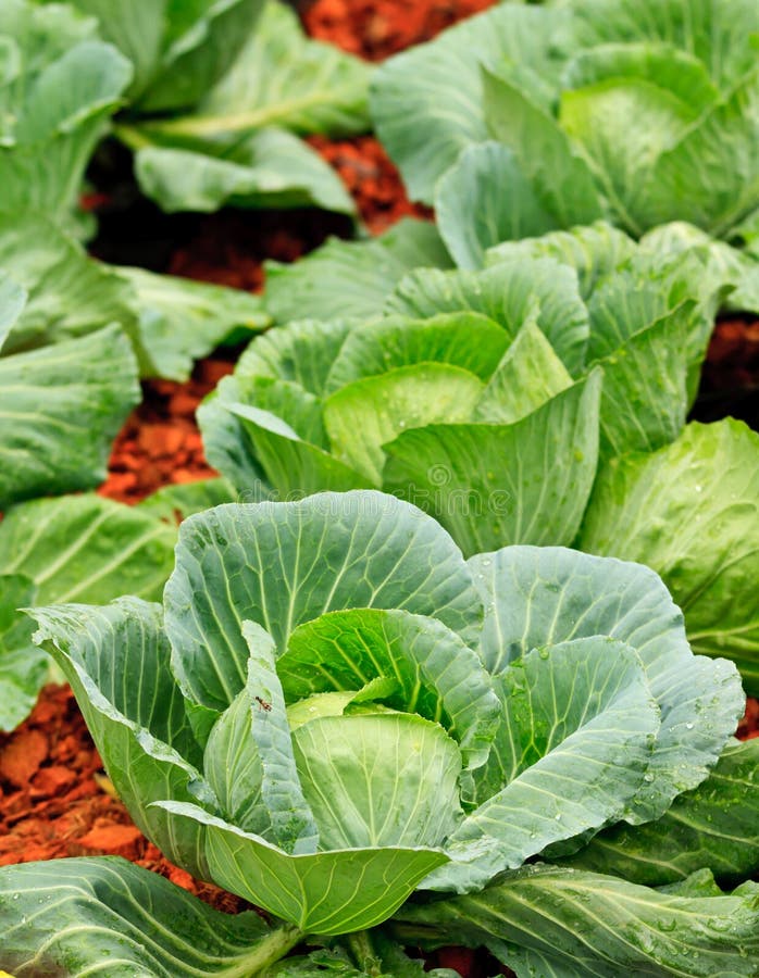 Fresh cabbages stock photo. Image of salad, crop, fresh - 23891908