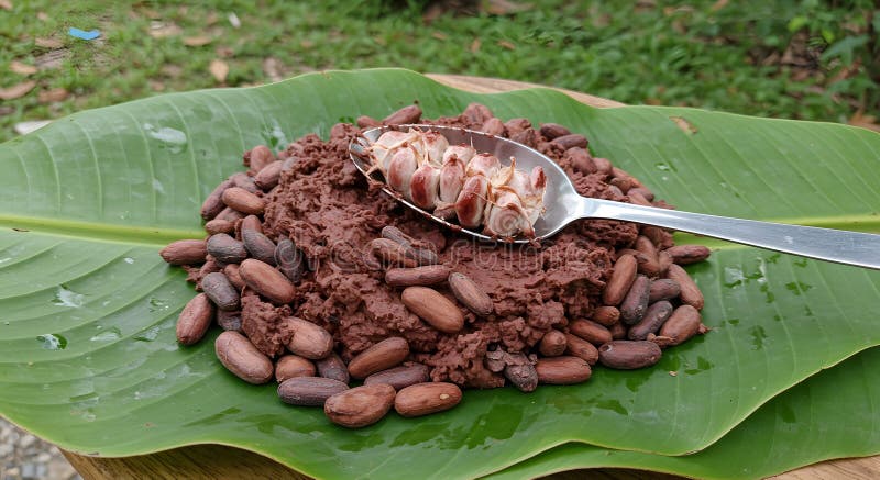 Processing Cacao Beans: from Nibs To Paste a Traditional Method of ...