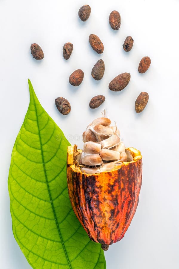 Fresh Cacao Beans Fermentation Process Stock Photo - Image of chocolate ...